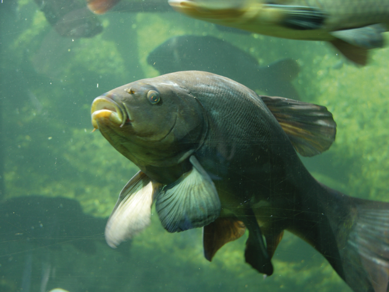 Sutare - Kävlingeåns-Löddeåns Fiskevårdsområde